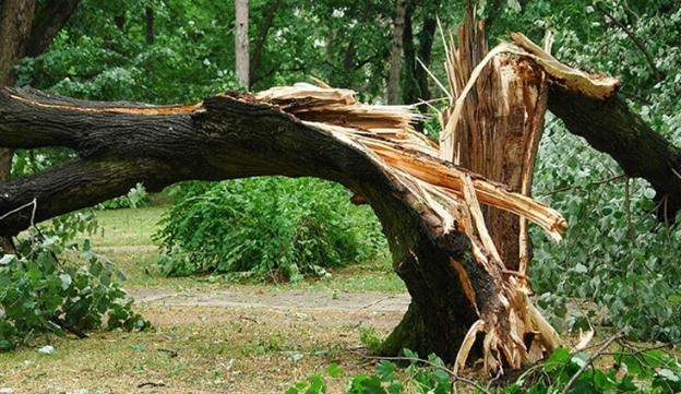 Post-Storm Tree Safety Checklist: How to Spot Hidden Damage Before It Becomes Dangerous - Home Votel